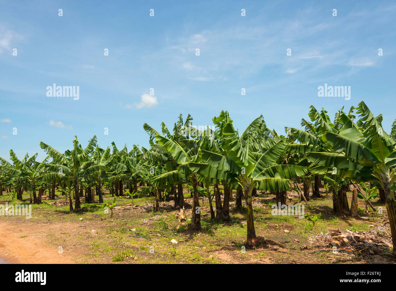 Banana farming hi-res stock photography and images - Alamy