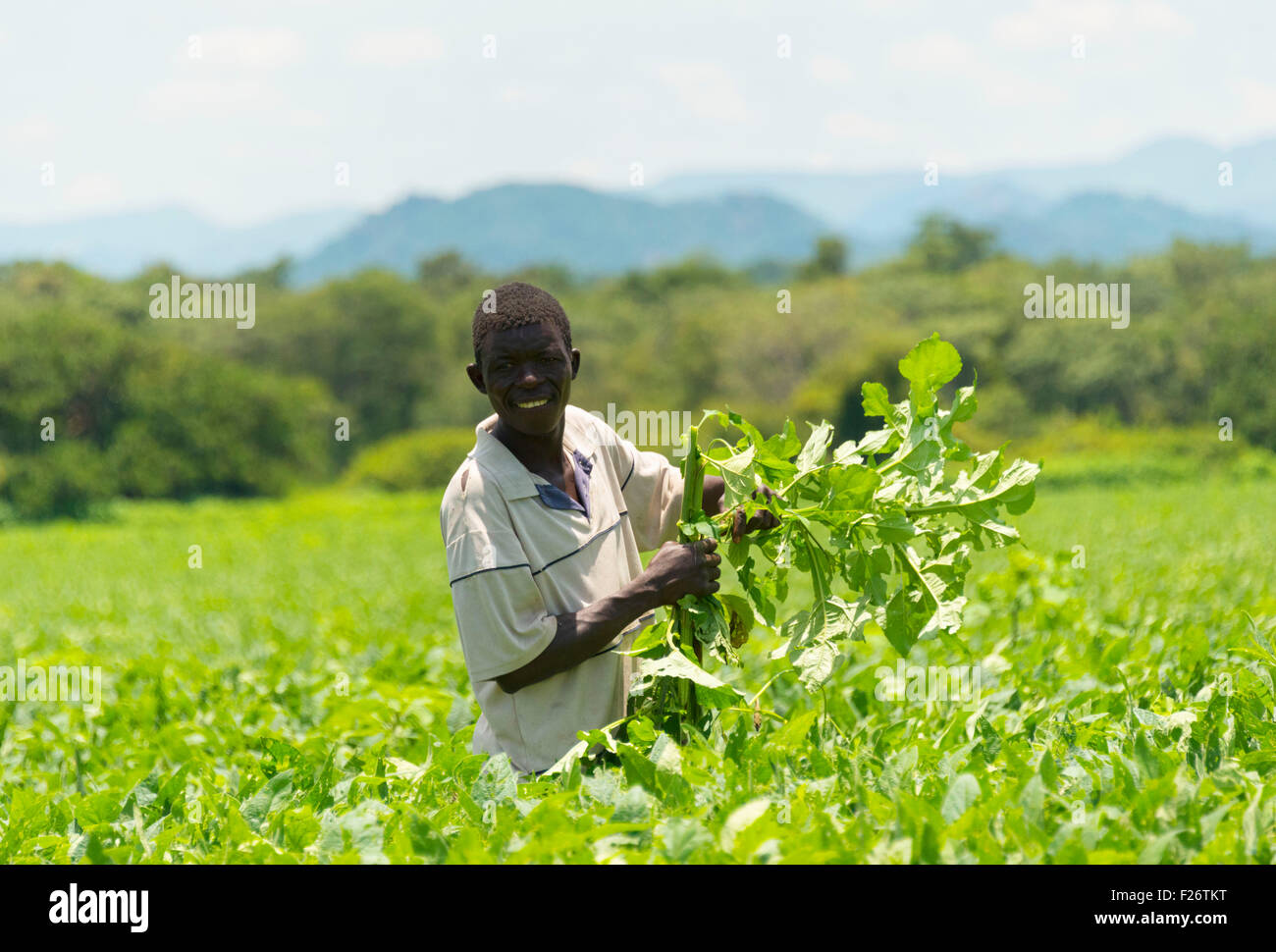 African farm workers tilling land hi-res stock photography and images ...