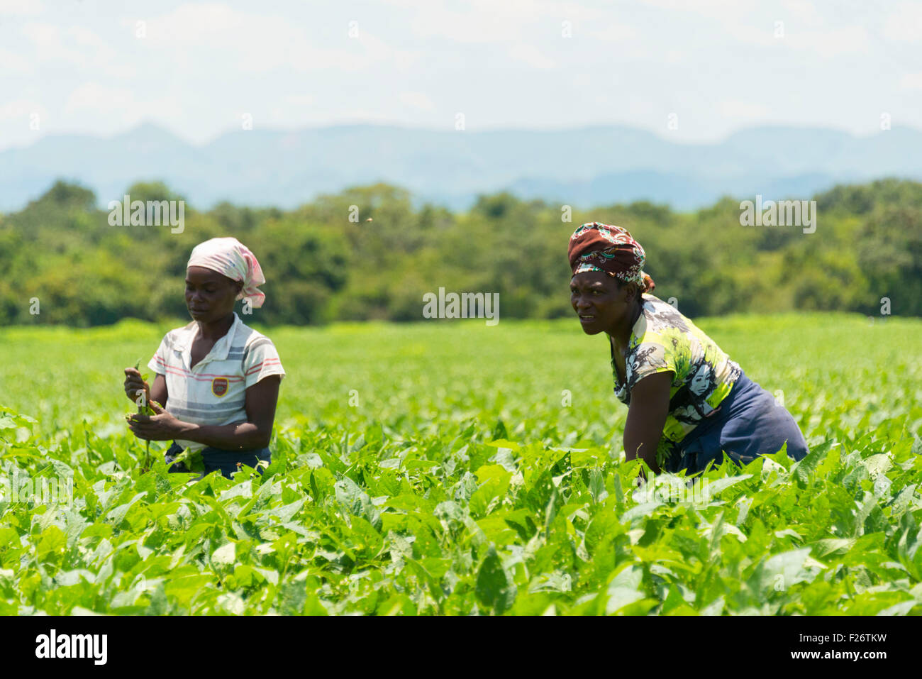 Soy field africa hi-res stock photography and images - Alamy