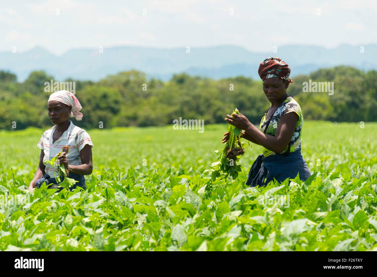 African Farm Workers Tilling Land High Resolution Stock Photography and ...