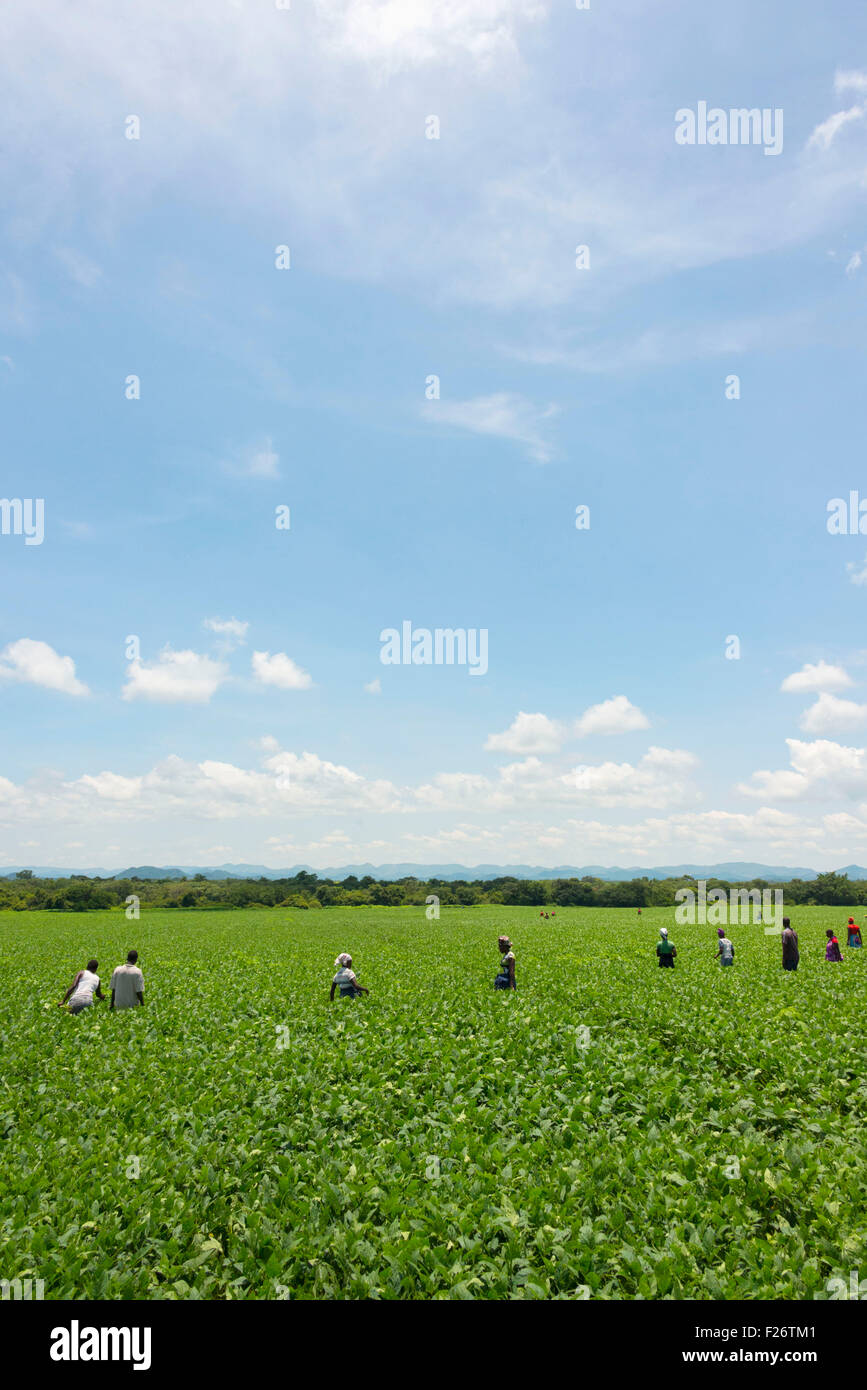 Soy field africa hi-res stock photography and images - Alamy
