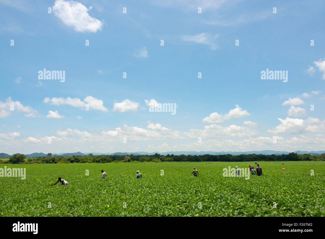 Soy field africa hi-res stock photography and images - Alamy