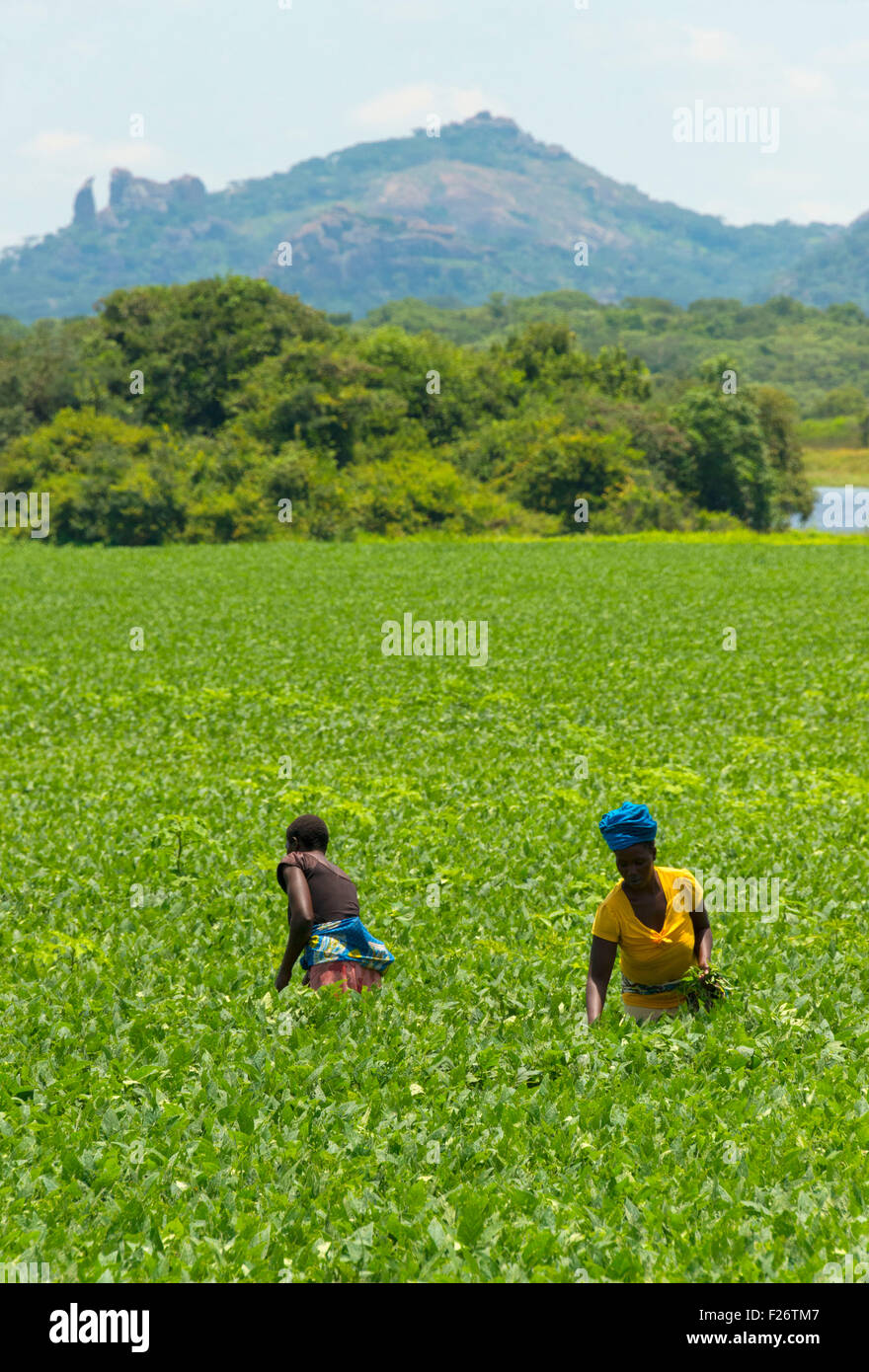 Soy field africa hi-res stock photography and images - Alamy