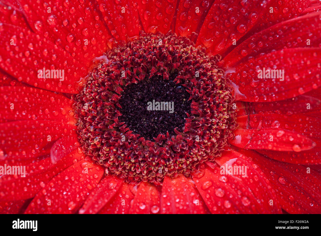 Red Gerbera Closeup Stock Photo - Alamy