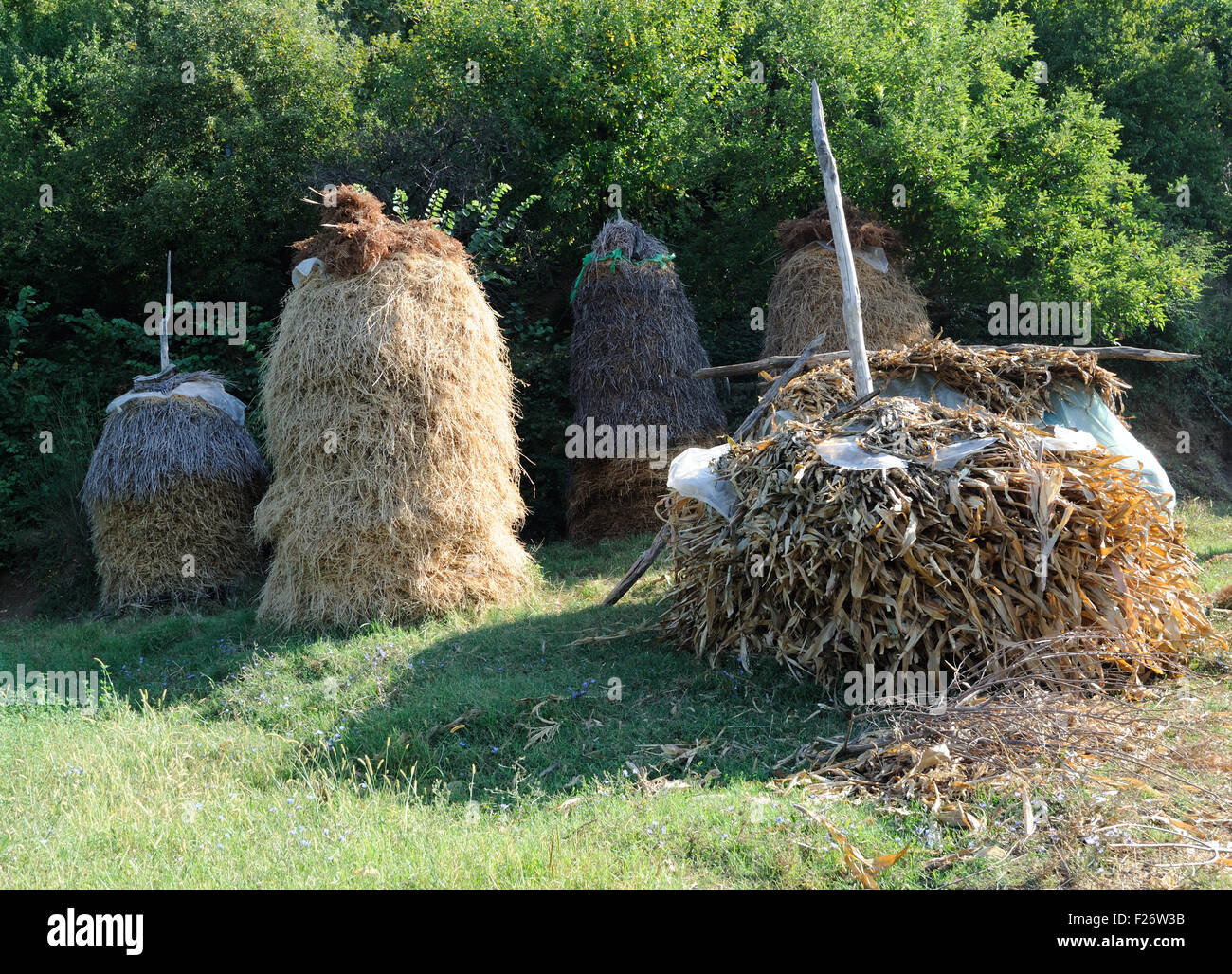 Stacks of hay and maize stalks in a field near Rubik. Rubik, Albania ...