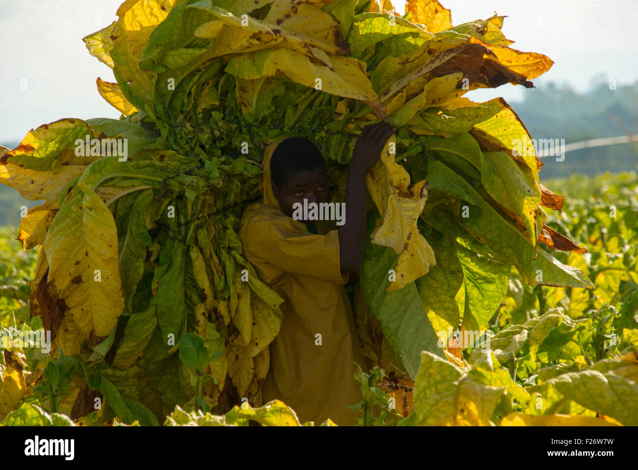 Carry heavy load shoulders hi-res stock photography and images - Alamy