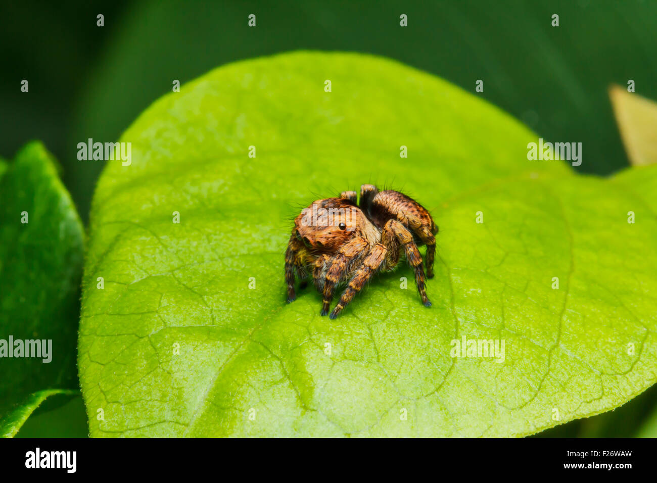 Jumping spider on green leaf Stock Photo - Alamy