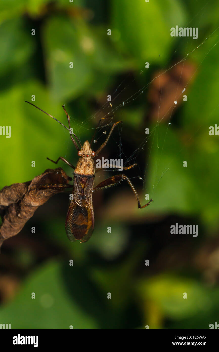 A beetle mating on green leaf Stock Photo - Alamy