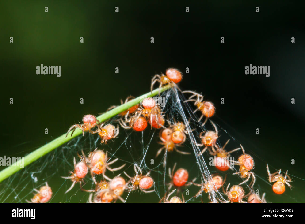 Groups of babies spider Stock Photo - Alamy