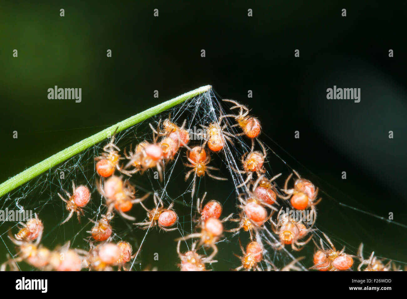 Groups of babies spider Stock Photo - Alamy