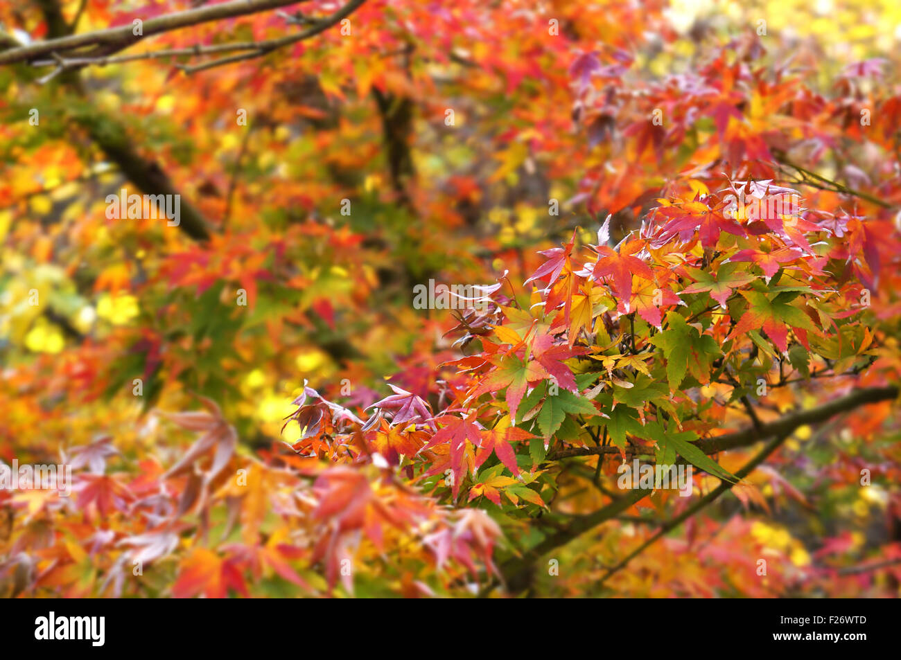 A tree with Autumn leaves Stock Photo - Alamy