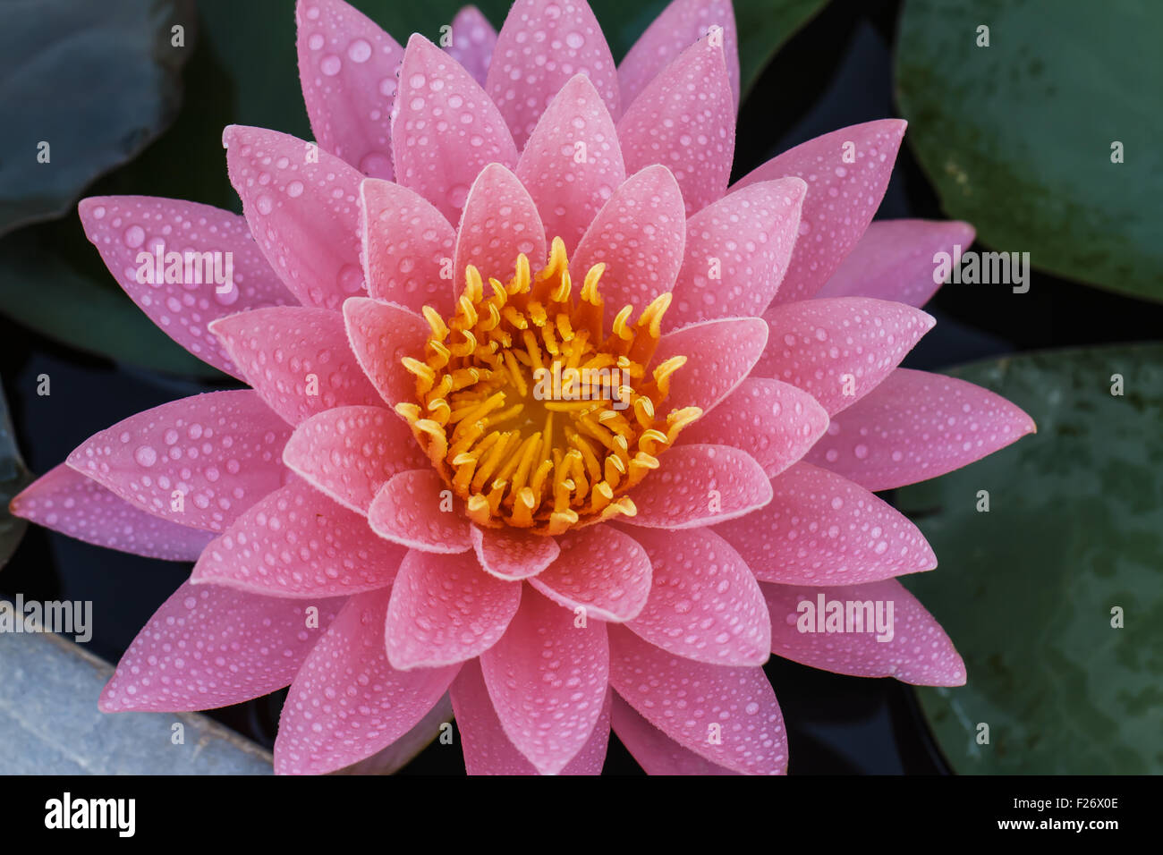 pink water lily Stock Photo - Alamy