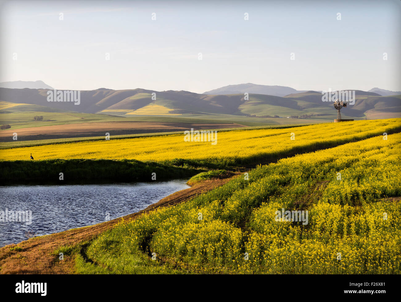 A Colorful Landscape With A Duck And A Wild Mill In The Background