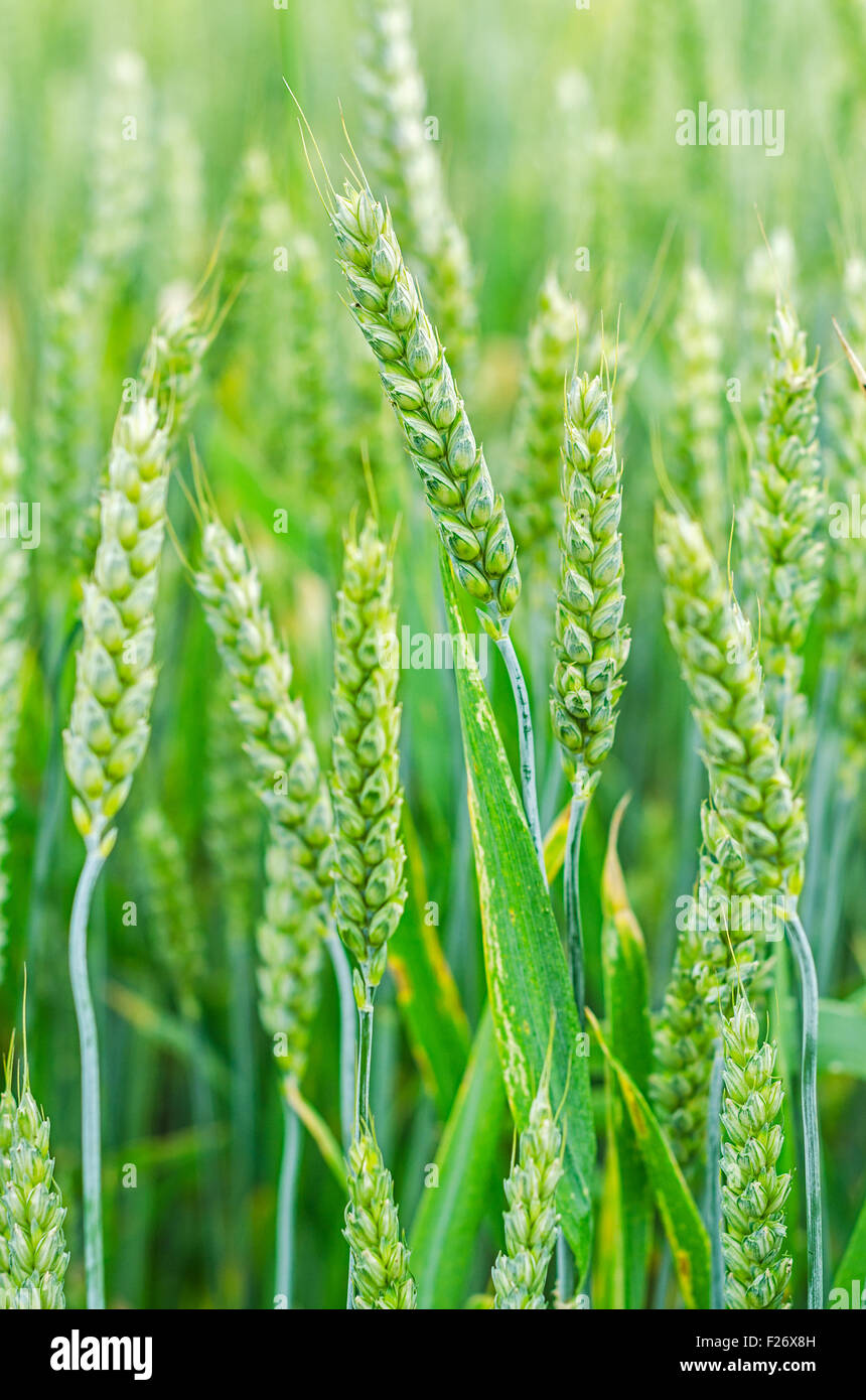Rye plant hi-res stock photography and images - Alamy