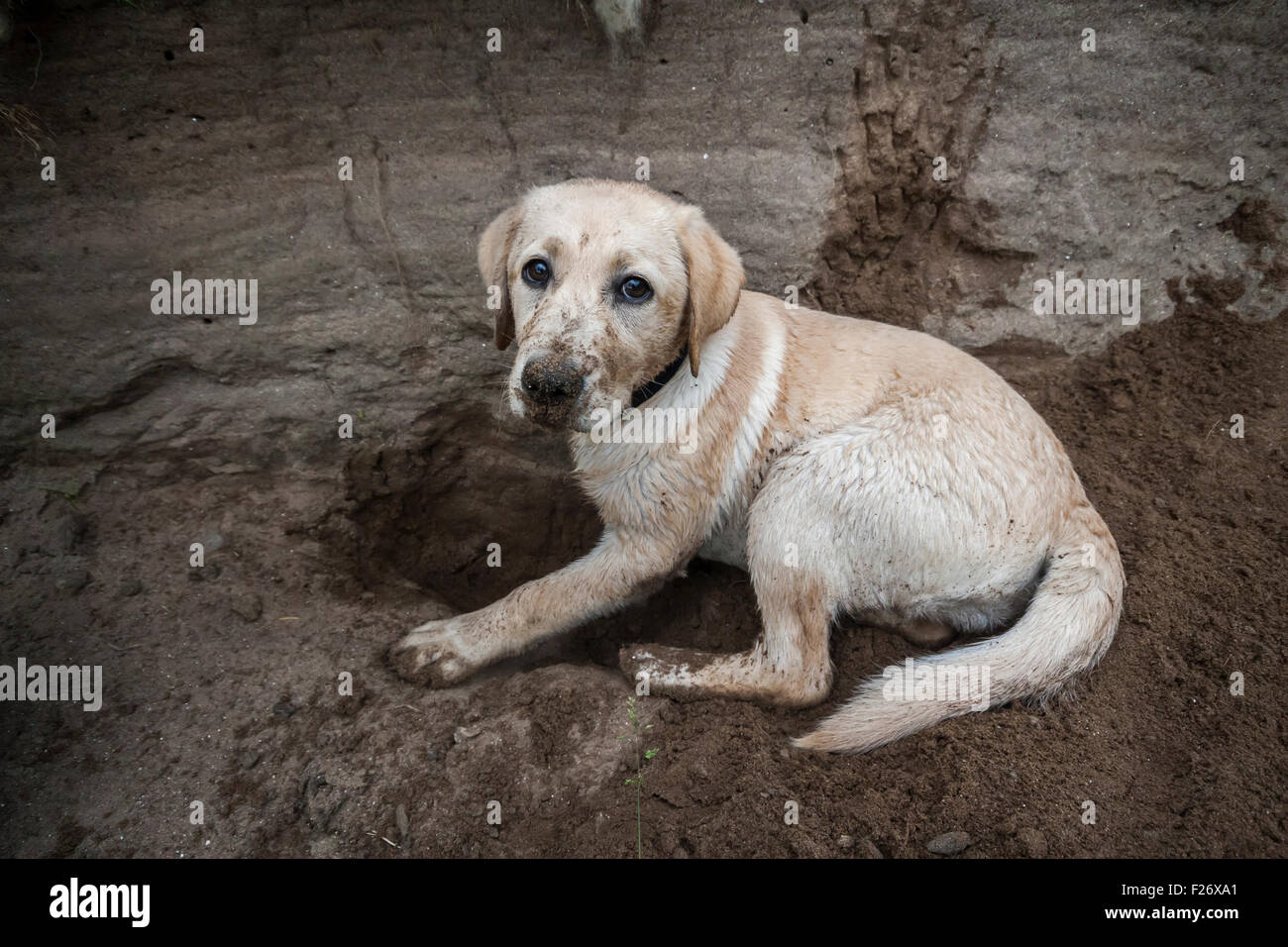 Mucky labrador puppy digging in the sand Stock Photo - Alamy