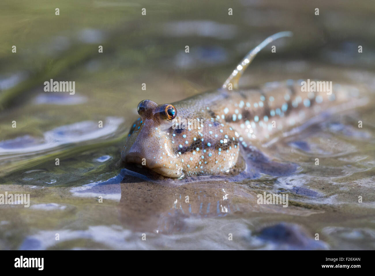 Mudskipper fish hi-res stock photography and images - Alamy