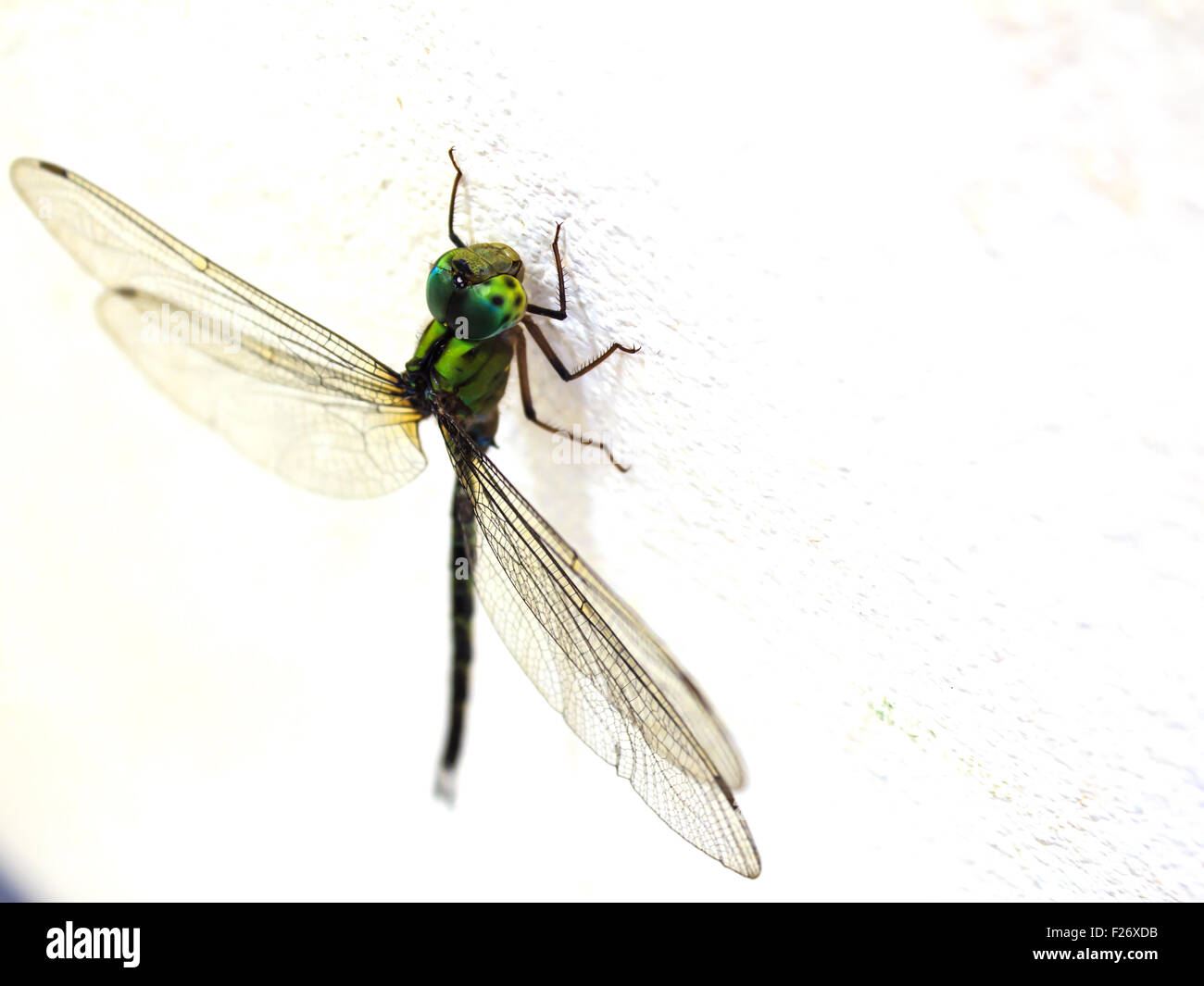 dragonfly on the wall in my house Stock Photo - Alamy
