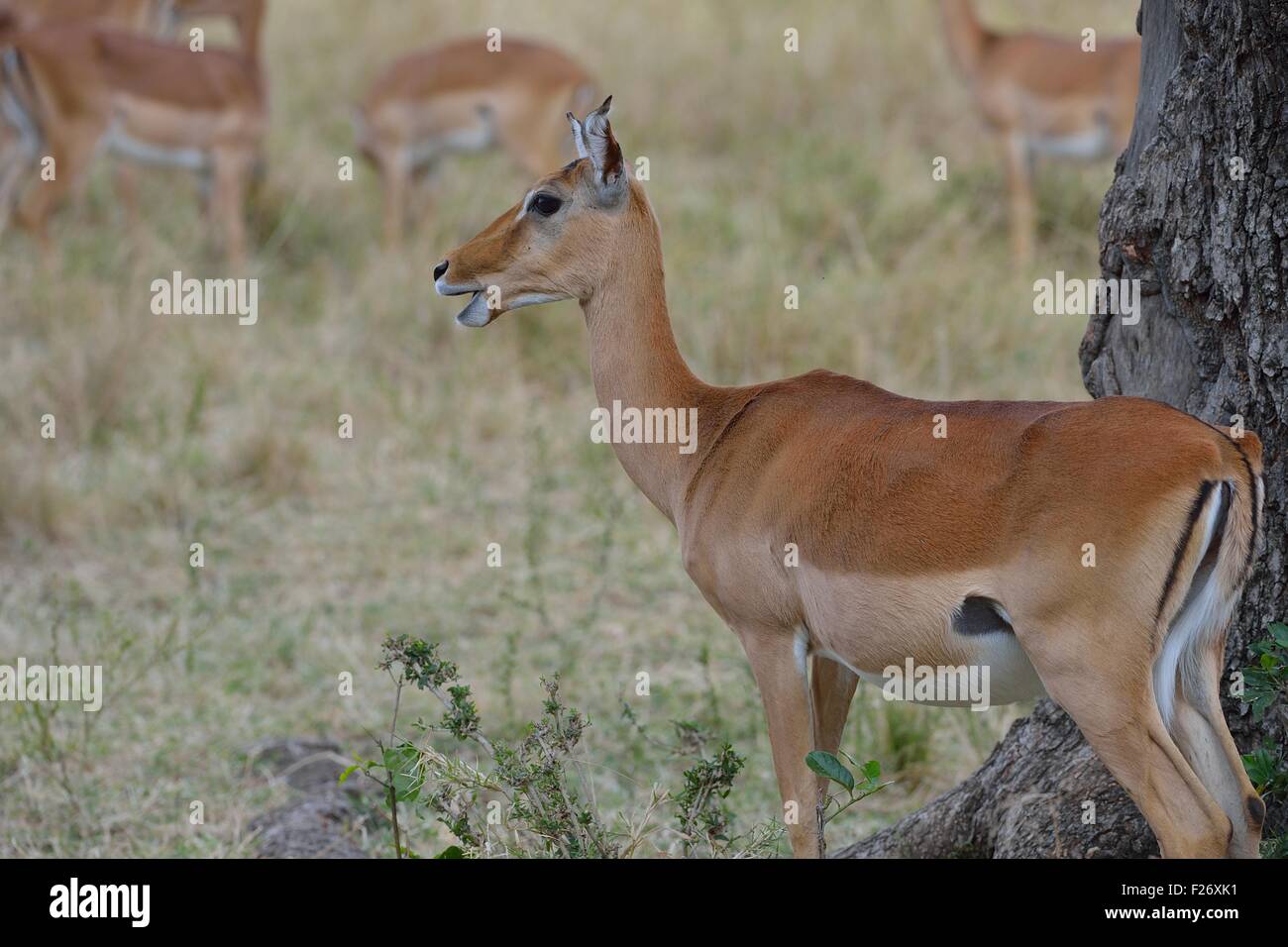 Close up female masai hi-res stock photography and images - Alamy