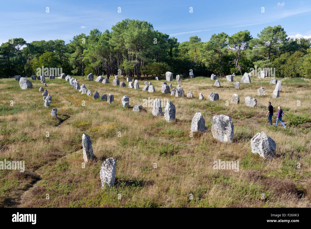 Carnac, France. The Kerlescan group of prehistoric stone row alignments ...