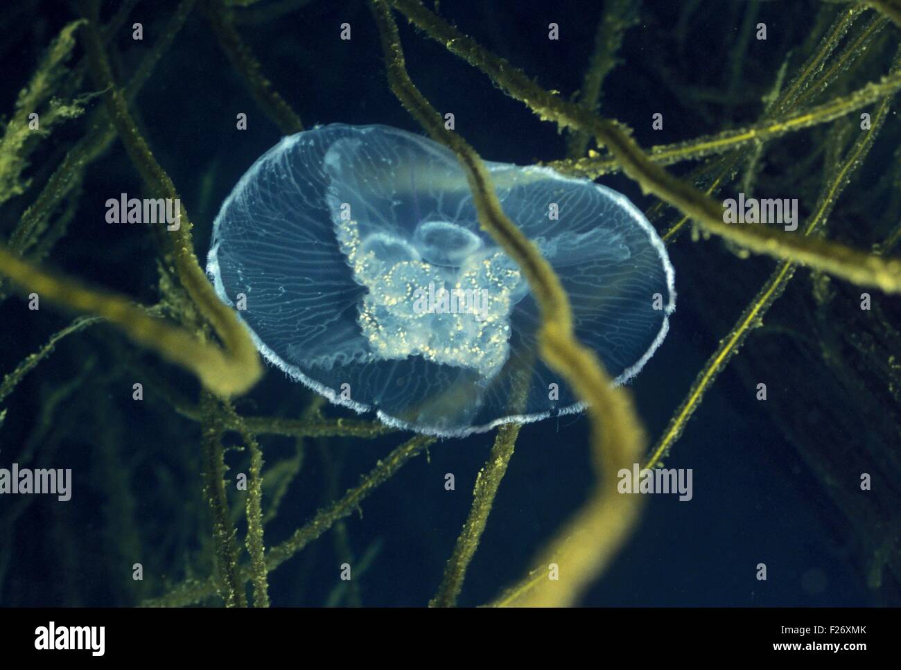 Moon Jellyfish - Common Jellyfish - Saucer Jellyfish (Aurelia aurita ...