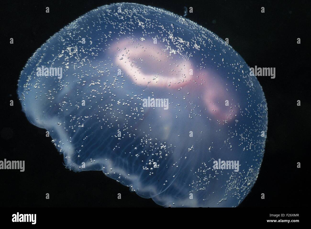 Moon Jellyfish - Common Jellyfish - Saucer Jellyfish (Aurelia aurita ...