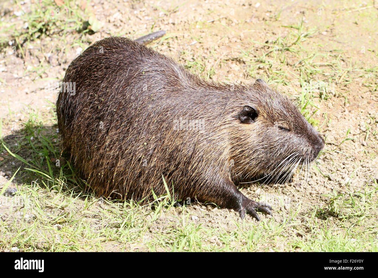 South American Coypu or river rat (Myocastor coypus Stock Photo - Alamy