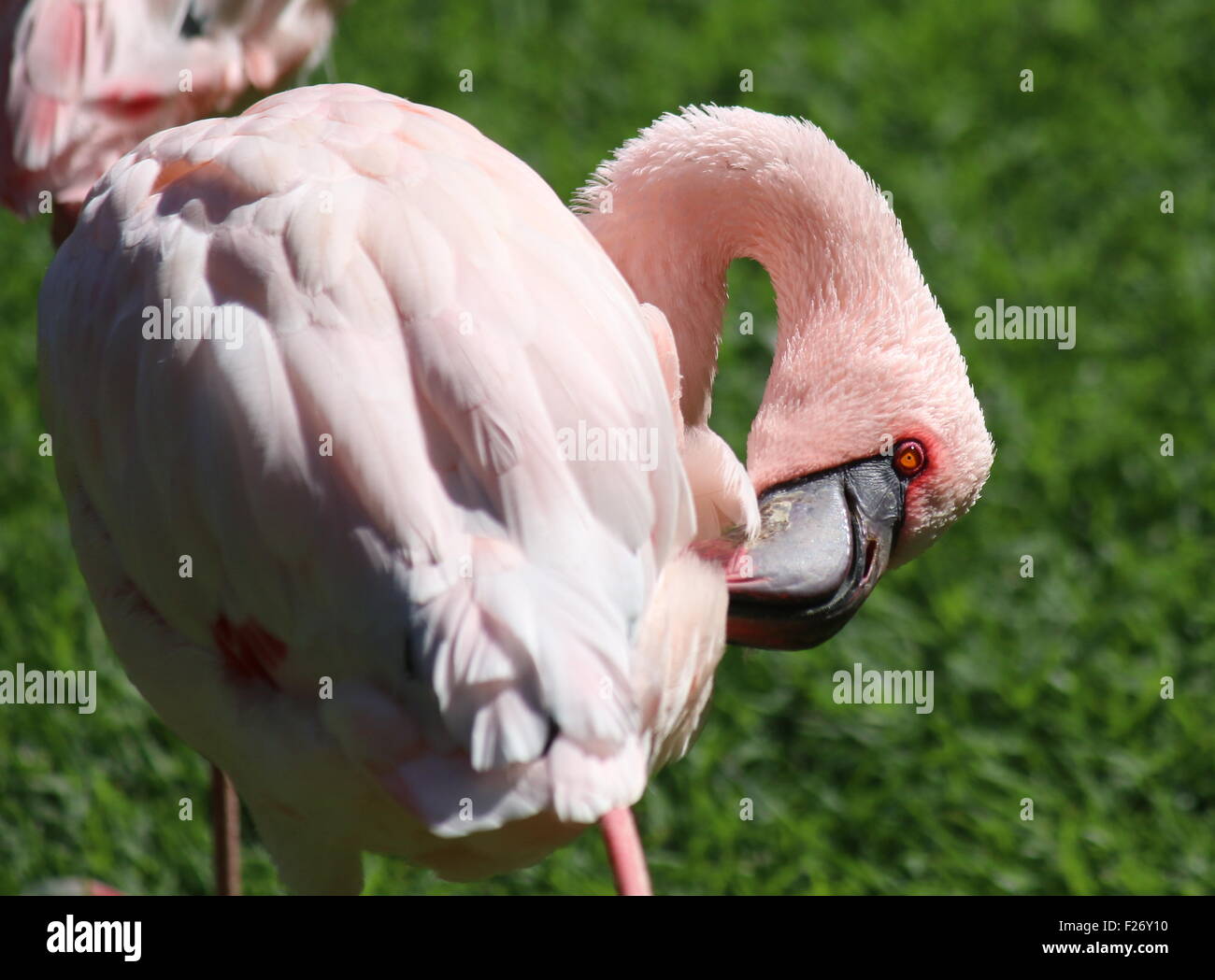 African Lesser flamingo (Phoeniconaias minor) in closeup, preening his ...