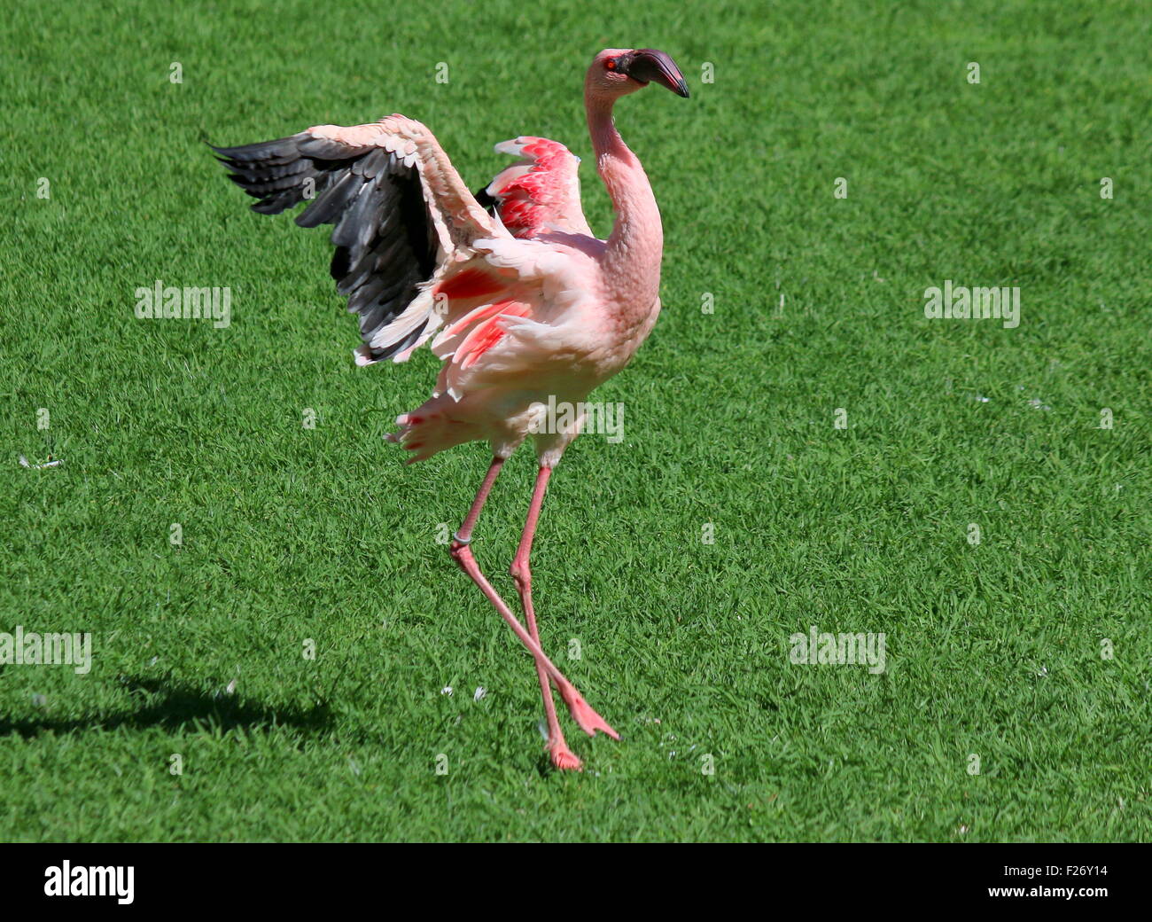 African Lesser flamingo (Phoeniconaias minor) flapping his wings Stock ...