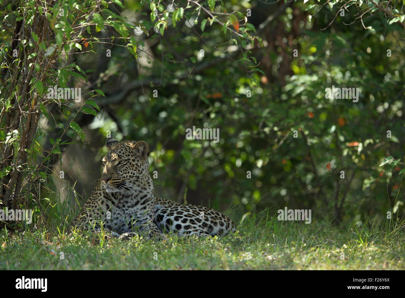 A leopard stalking for prey in Masai Mara Stock Photo - Alamy