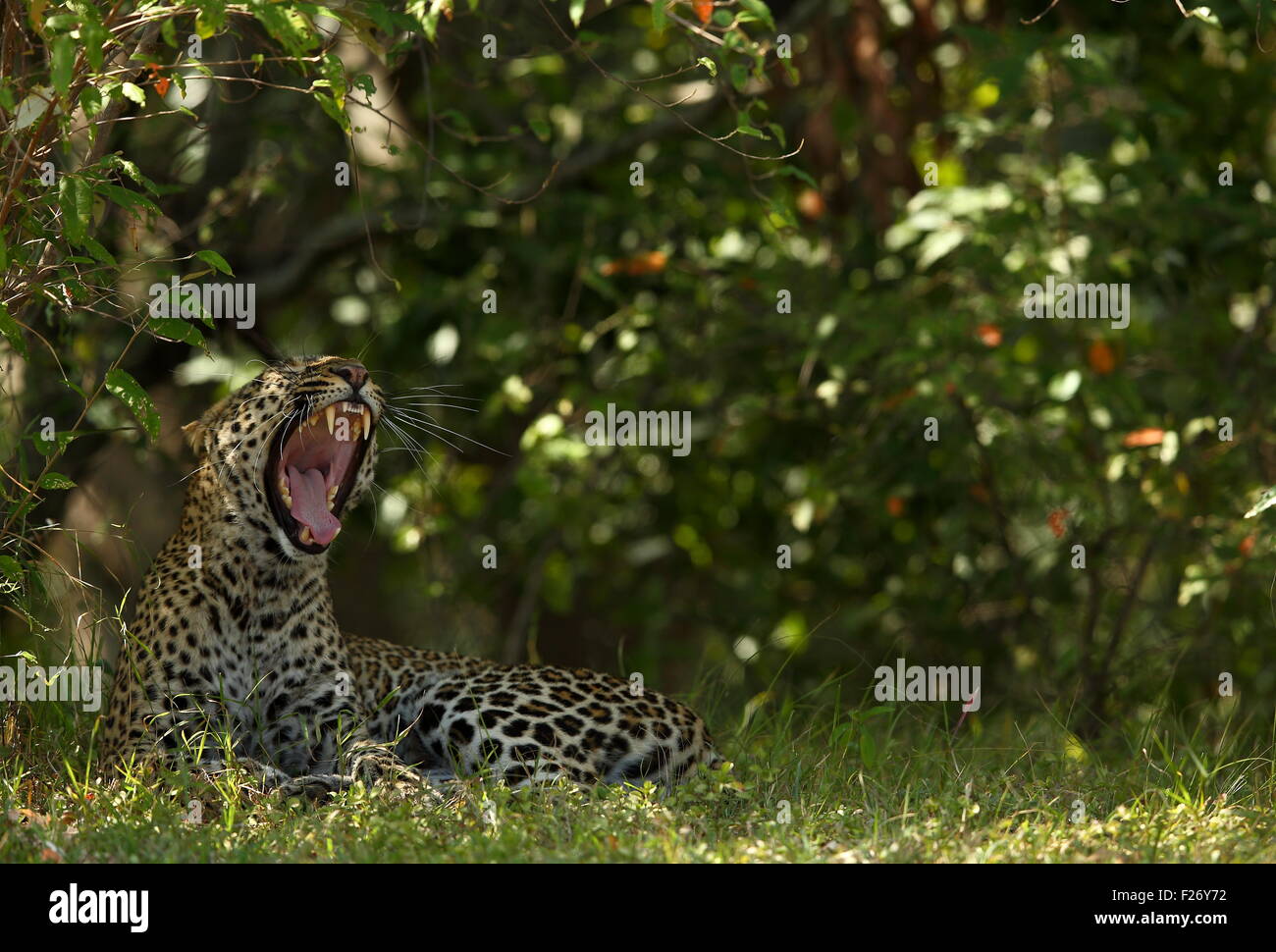 A leopard stalking for prey in Masai Mara Stock Photo - Alamy