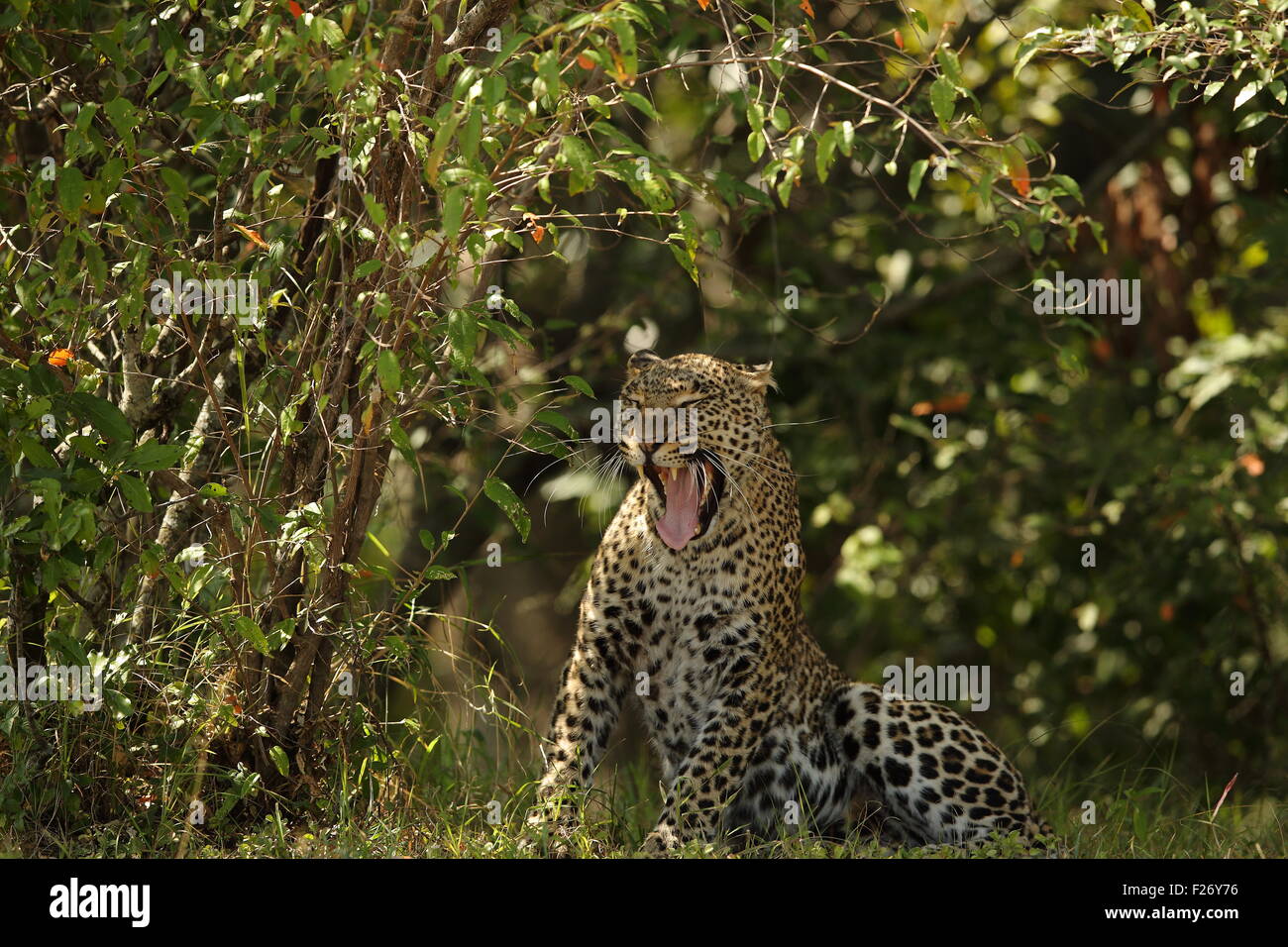 A leopard stalking for prey in Masai Mara Stock Photo - Alamy