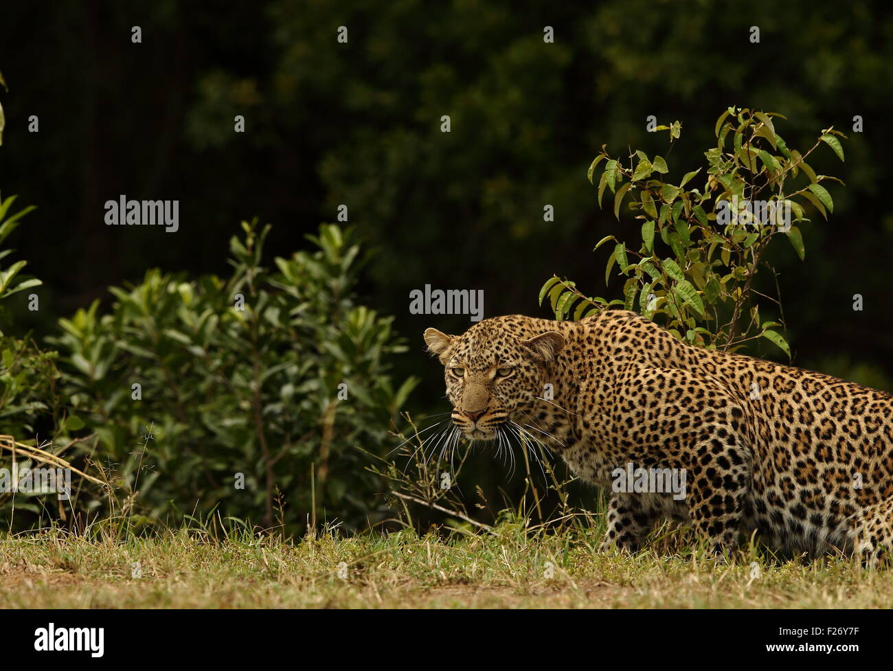 African leopard stalking prey masai hi-res stock photography and images ...
