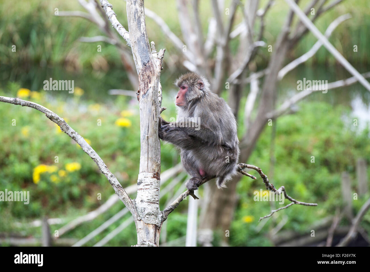 Japanese Macaque resting in a tree Stock Photo - Alamy