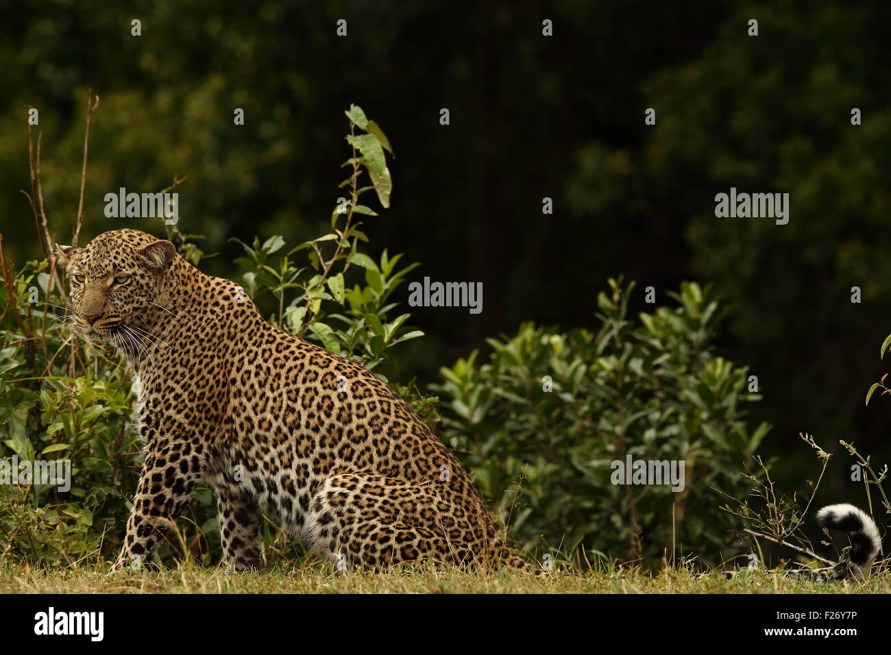 A leopard stalking for prey in Masai Mara Stock Photo - Alamy