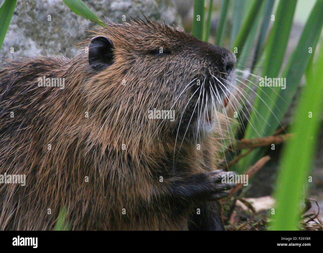 Native to subtropical and temperate south america hi-res stock ...