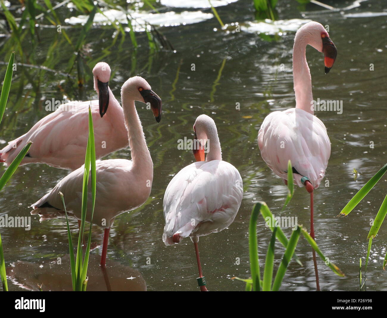 Group of four African Lesser flamingos (Phoeniconaias minor) standing ...