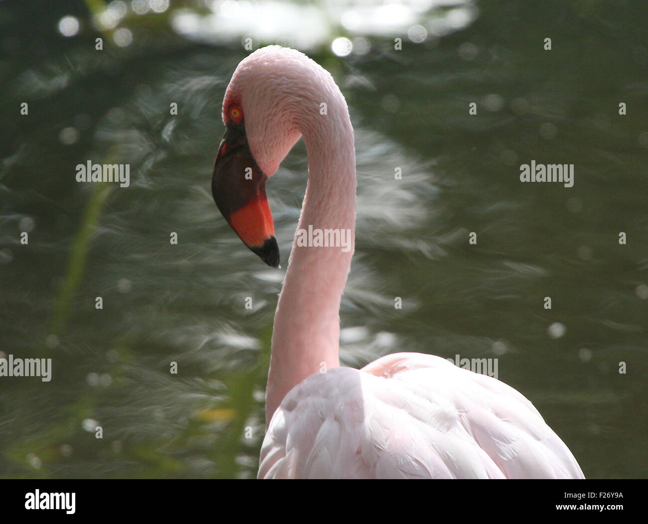African Lesser flamingo (Phoeniconaias minor), backlit portrait Stock ...