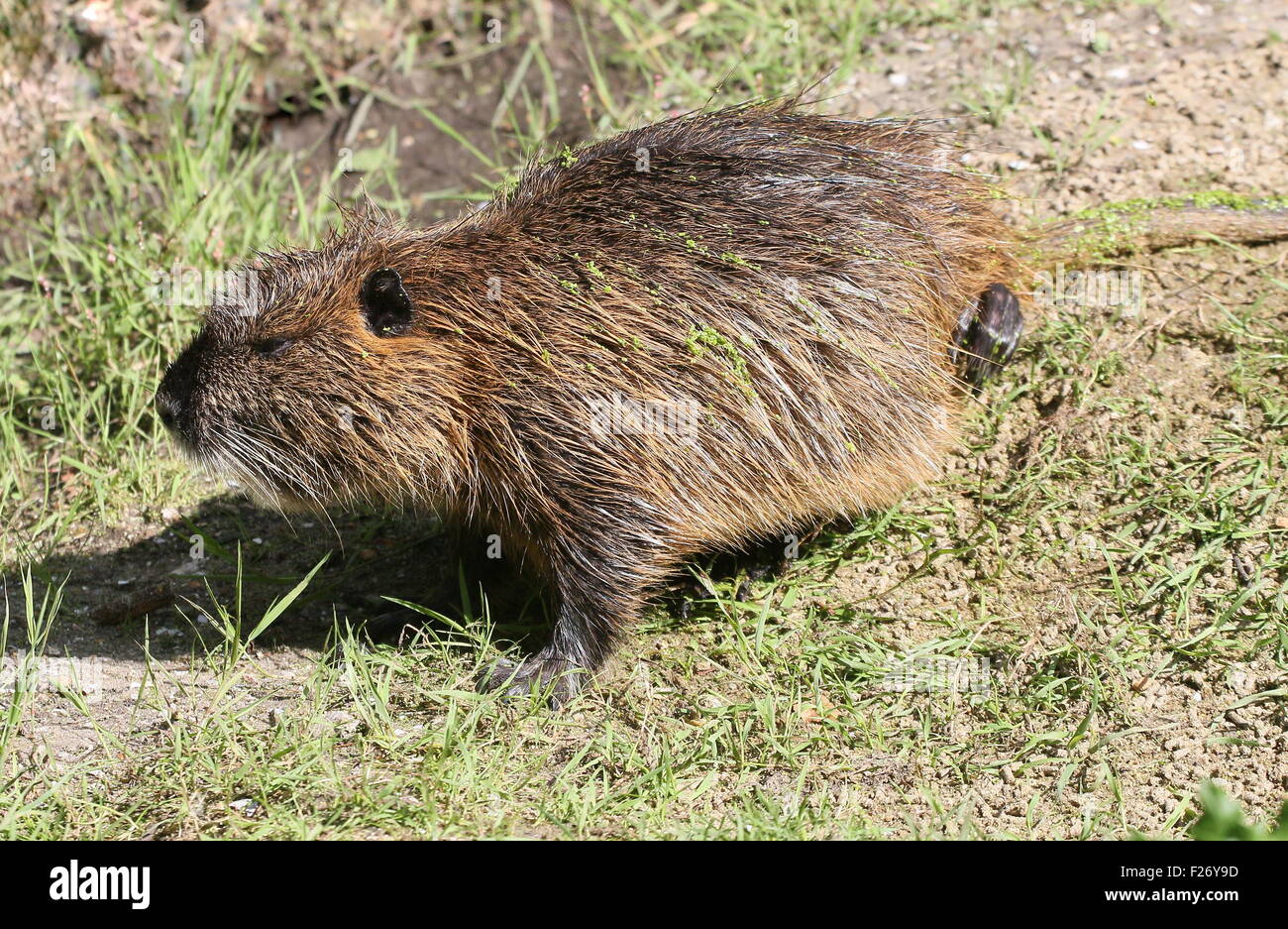 South American Coypu or river rat (Myocastor coypus Stock Photo - Alamy