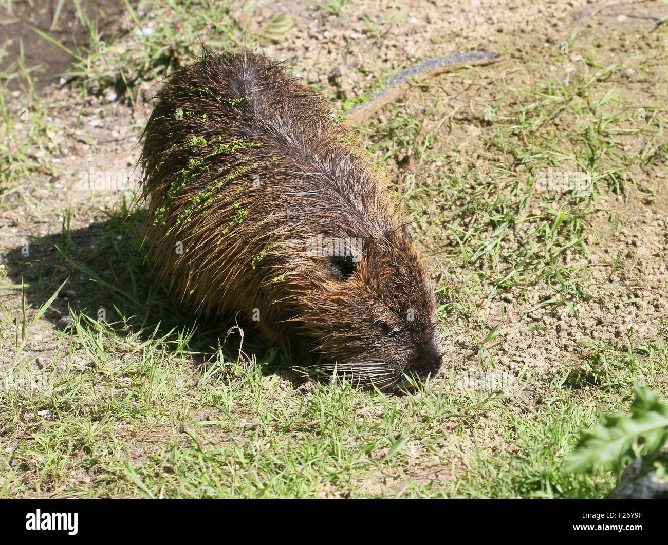 South American Coypu or river rat (Myocastor coypus Stock Photo - Alamy