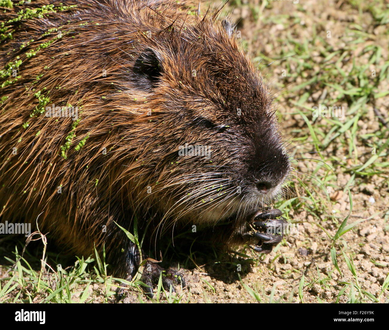 South American Coypu or river rat (Myocastor coypus Stock Photo - Alamy