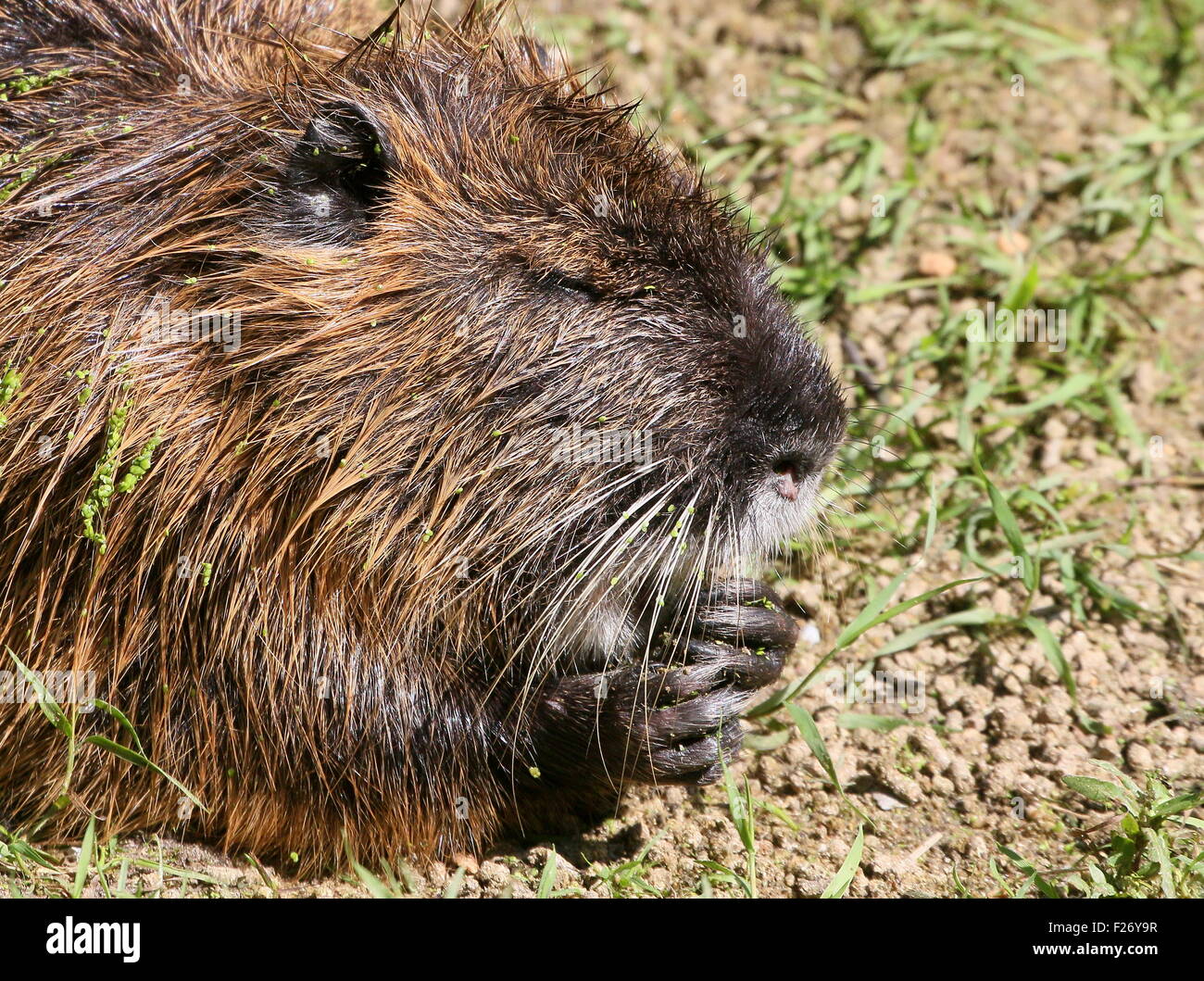 South American Coypu or river rat (Myocastor coypus Stock Photo - Alamy