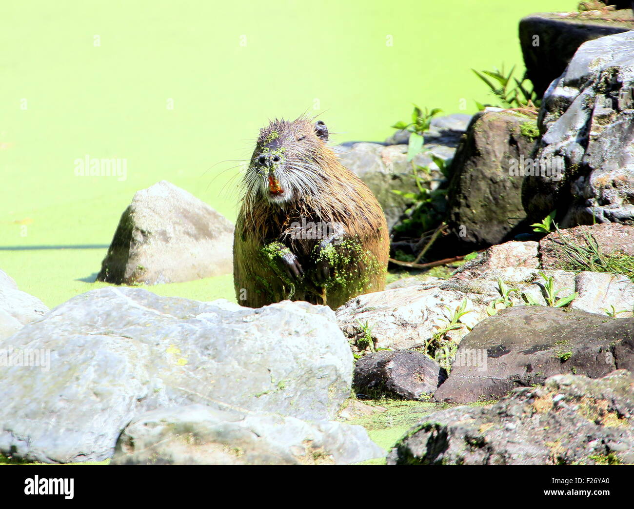 Coypu teeth hi-res stock photography and images - Alamy