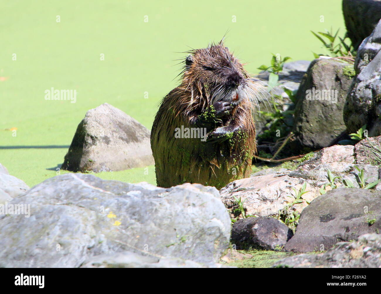 South American Coypu or river rat (Myocastor coypus) near the water's ...