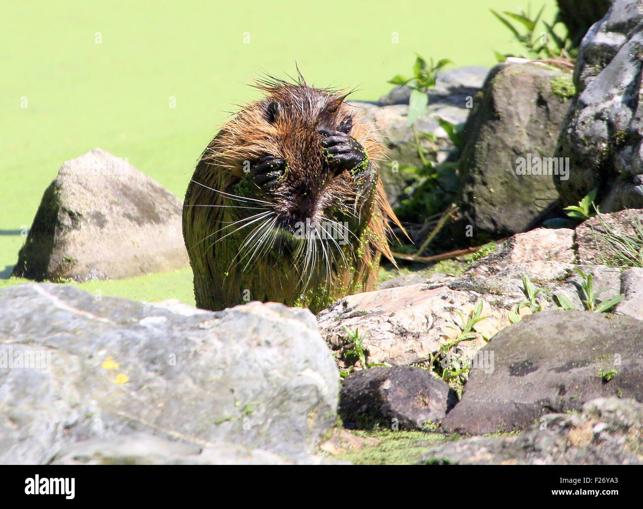 South American Coypu or river rat (Myocastor coypus) near the water's ...