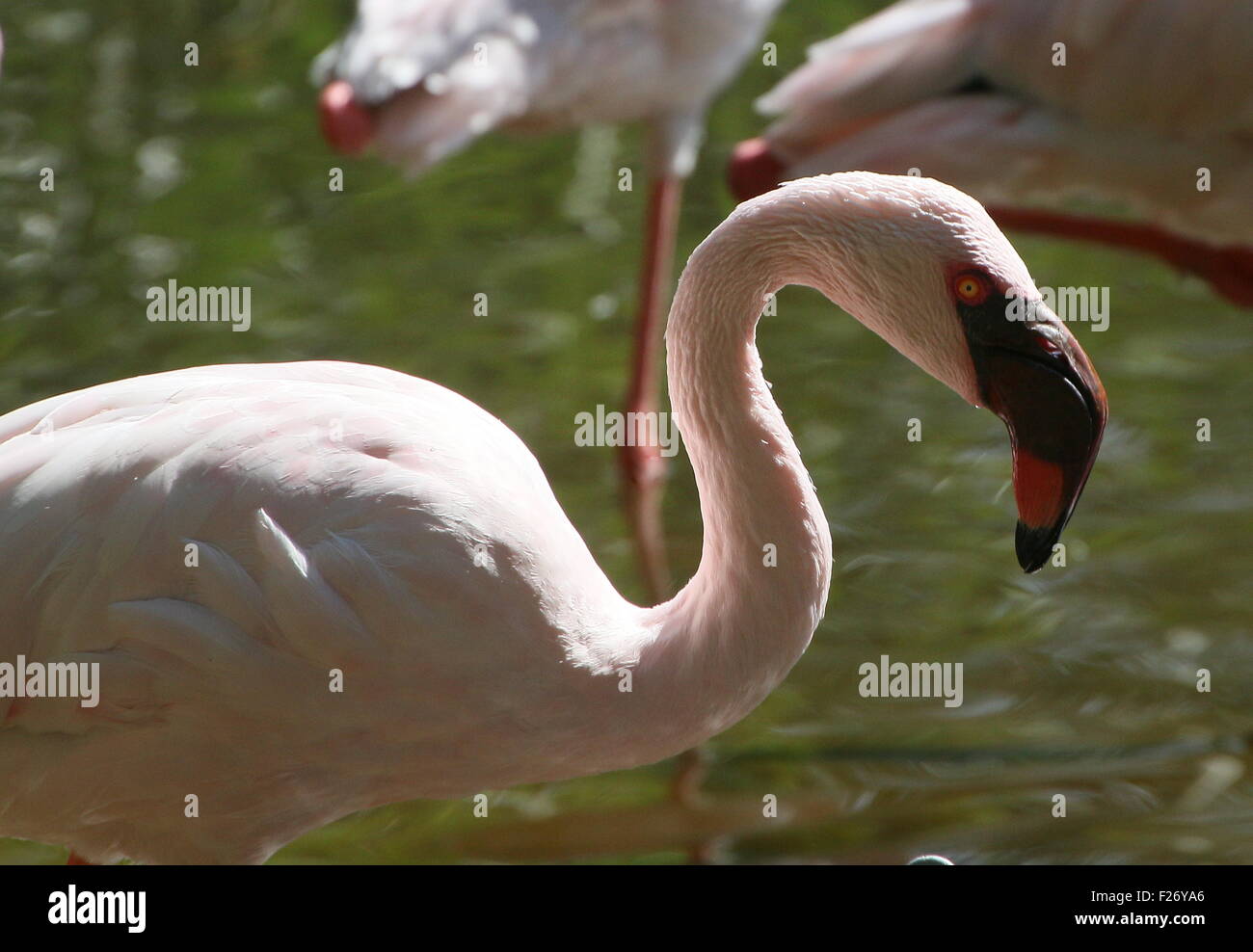 African Lesser flamingo (Phoeniconaias minor) closeup, standing in the ...