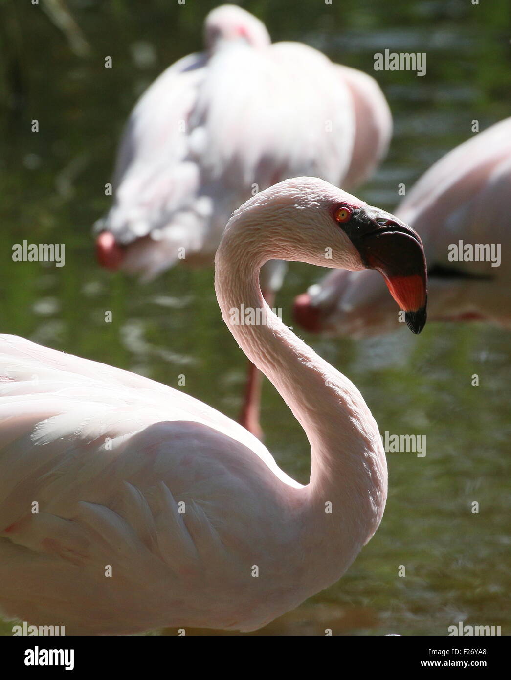 Closeup of a backlit African Lesser flamingo (Phoeniconaias minor Stock ...
