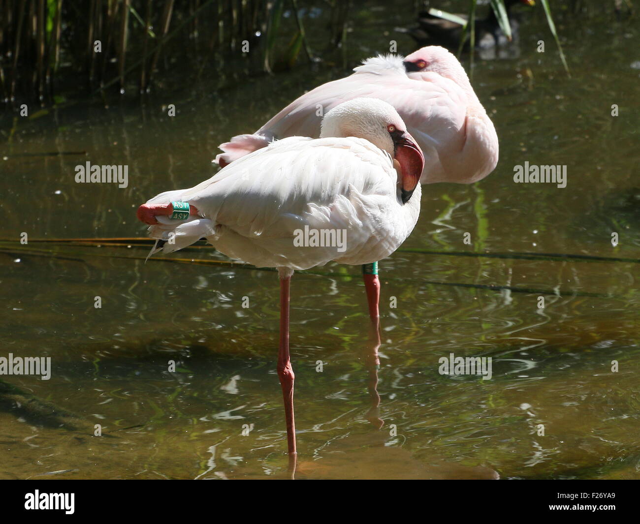 Two African Lesser flamingos (Phoeniconaias minor) in closeup, standing ...