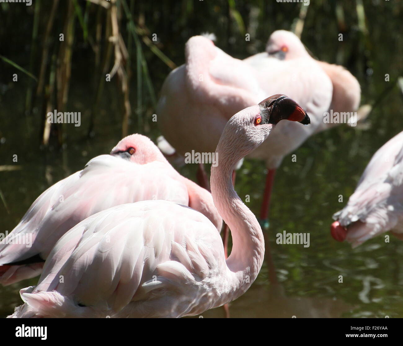 African Lesser flamingo (Phoeniconaias minor) closeup, standing in the ...