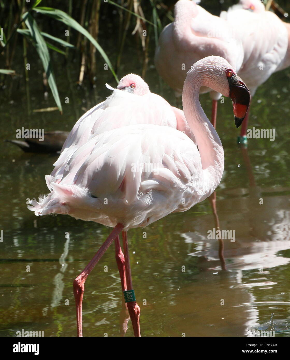 African Lesser flamingo (Phoeniconaias minor) closeup, standing in the ...