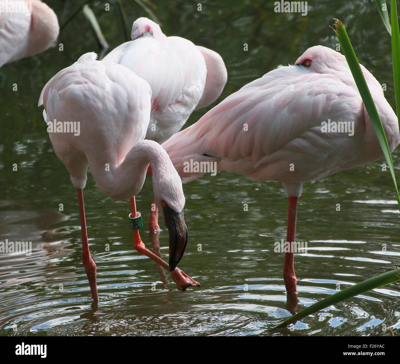 Group of African Lesser flamingos (Phoeniconaias minor) in closeup ...